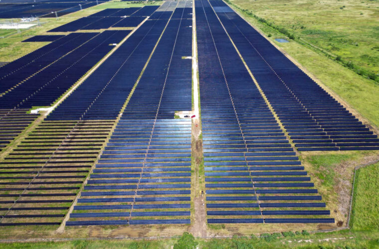 Wagyu solar farm - Vazoria